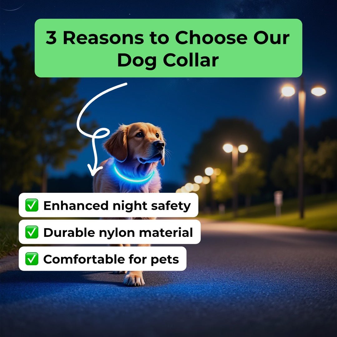 “The Light-Up Dog Collar Every Pet Owner Needs for Night Walks”🐶 ...